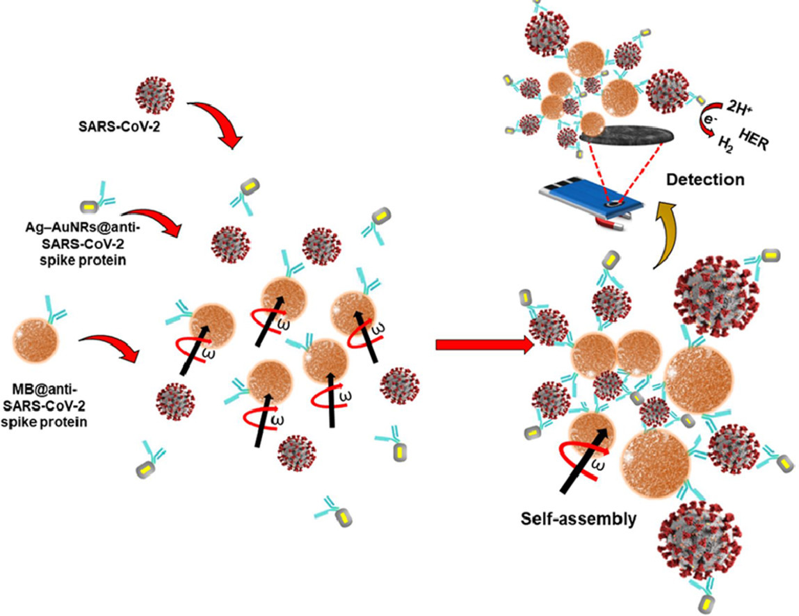 Collective behavior of magnetic microrobots through immuno-sandwich ...