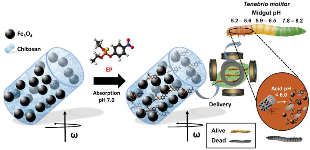 Magnetic Hydrogel Microrobots as Insecticide Carriers for In Vivo ...