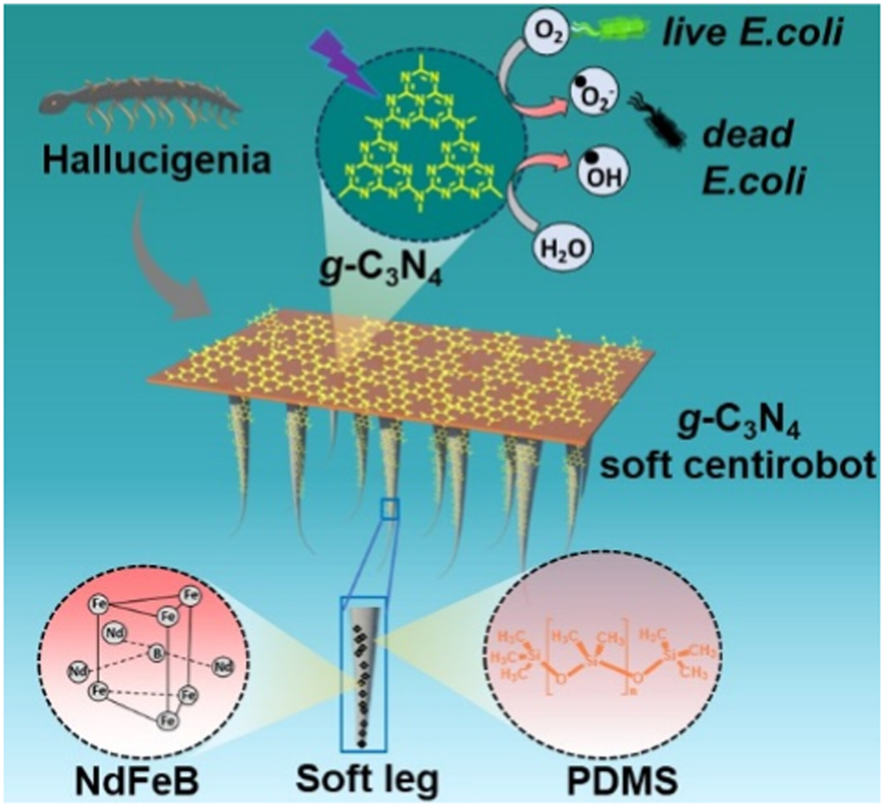 Magnetic soft centirobot to mitigate biological threats | The ...