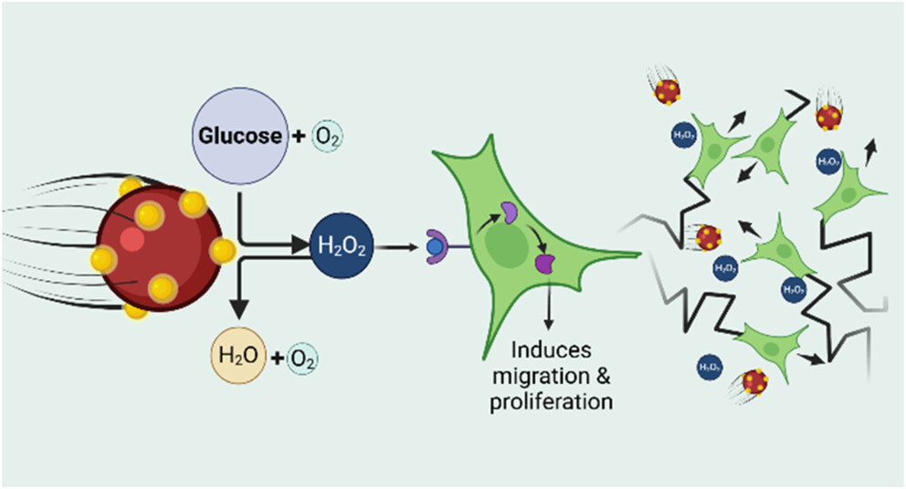 Nanorobot-Cell Communication via In Situ Generation of Biochemical ...