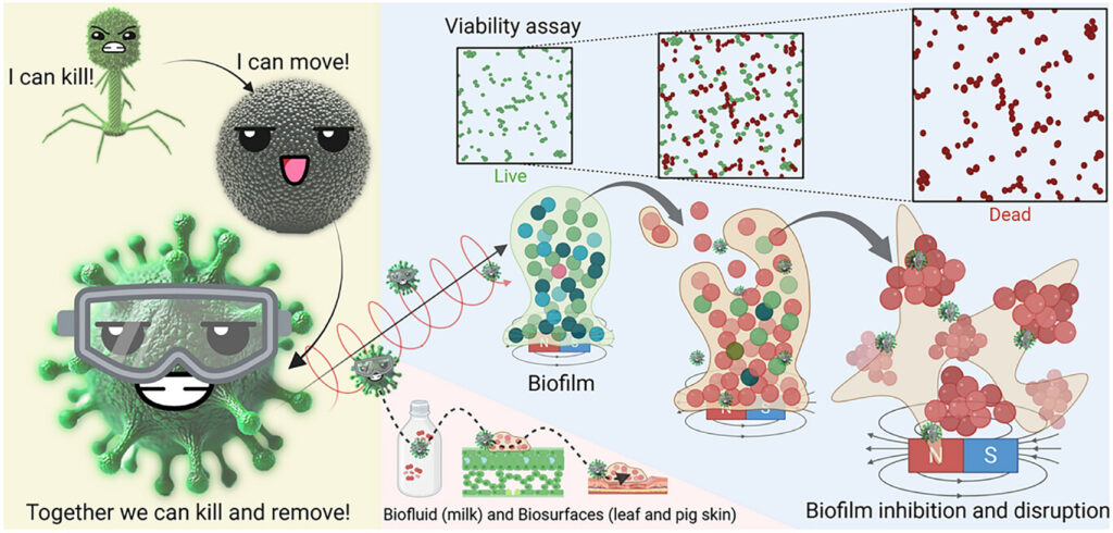 Virus Enhanced Microrobots for Biofilm Eradication | The Nanorobots ...